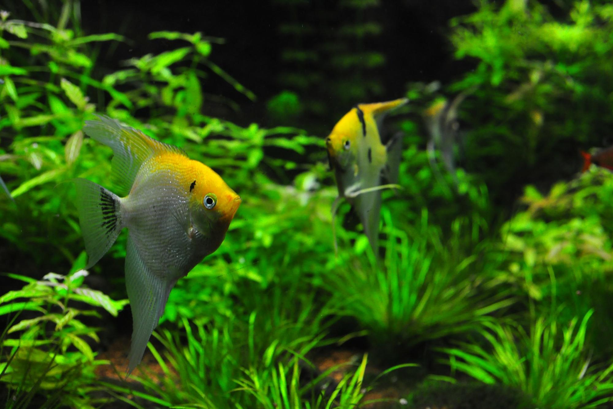 Moving House With Tanked Pets Top Tips Moving House With Tanked Pets Top Tips